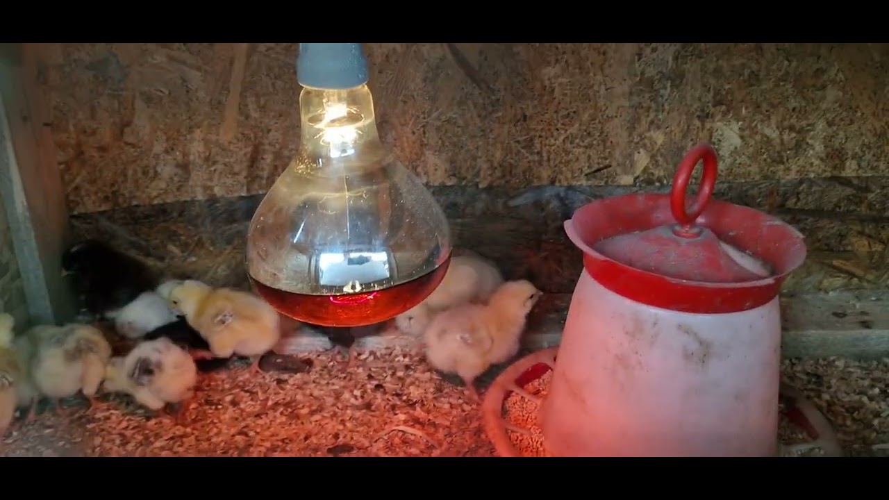 Au ieșit puișori de gaina la clocitoare,am mai și cumpărat pui de kabir ...