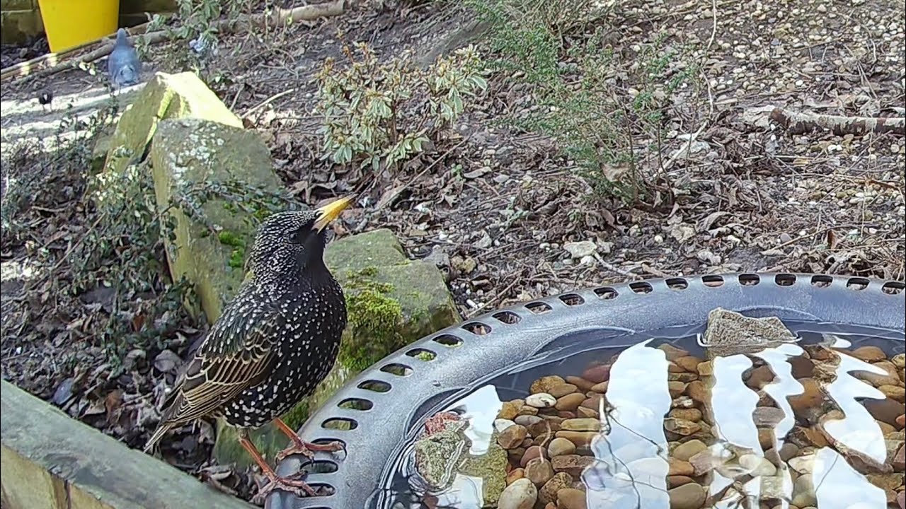 A thirsty starling bird drinking from the garden bird bath #bird # ...