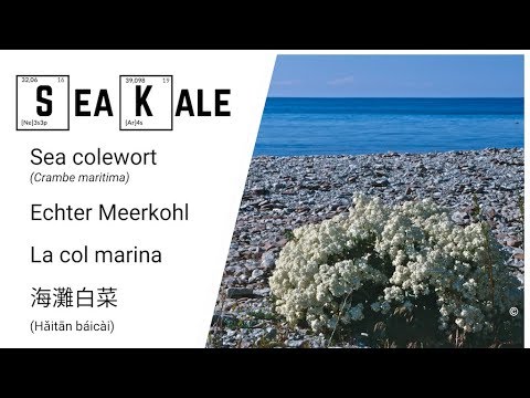 Coastal foraging while sea kayaking – edible wild plants - Sea Kale ...