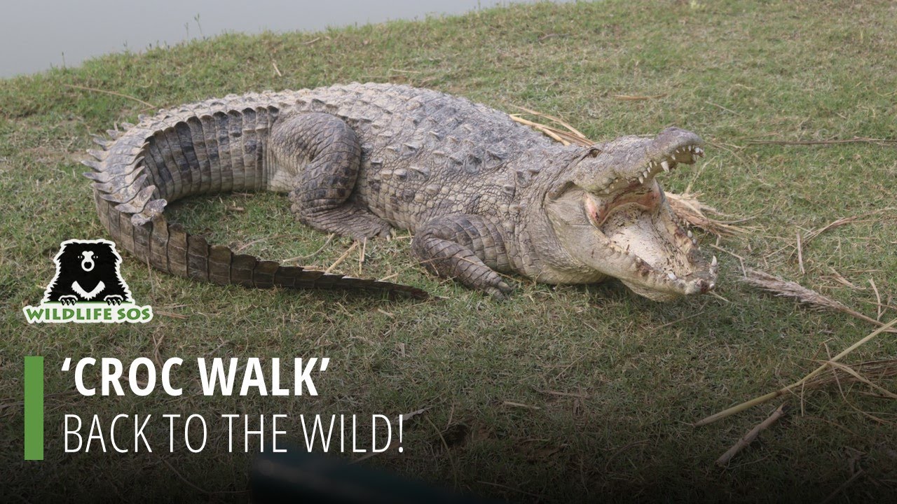 'Croc Walk' Back To The Wild! - YouTube