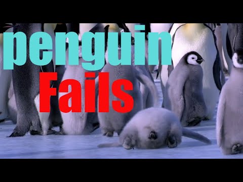 FUNNY PENGUINS FAILS - YouTube