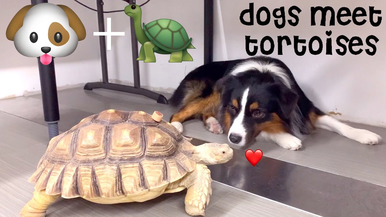 Aussies Meet Tortoises! How To Introduce Dogs to Tortoises - YouTube