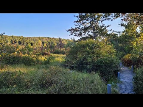 Hawley Bog Trail - YouTube