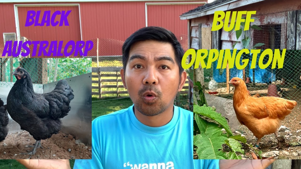 Black Australorp and Buff Orpington Comparison| Free-range chickens ...