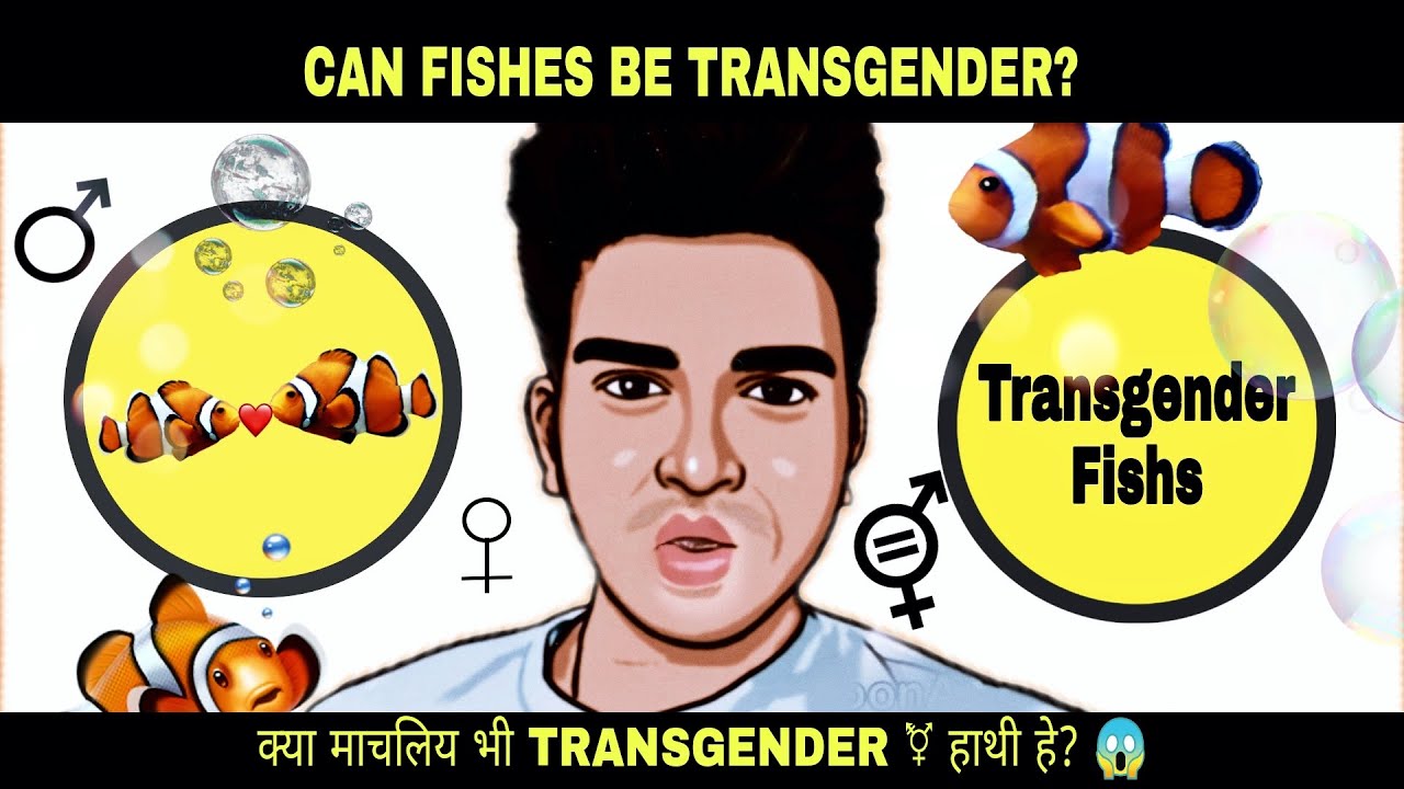 strange Transgender Fishes | Clone fish | - YouTube