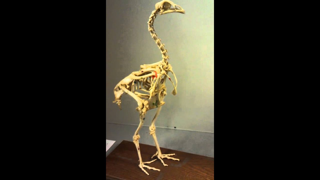 Chicken Skeleton Anatomy