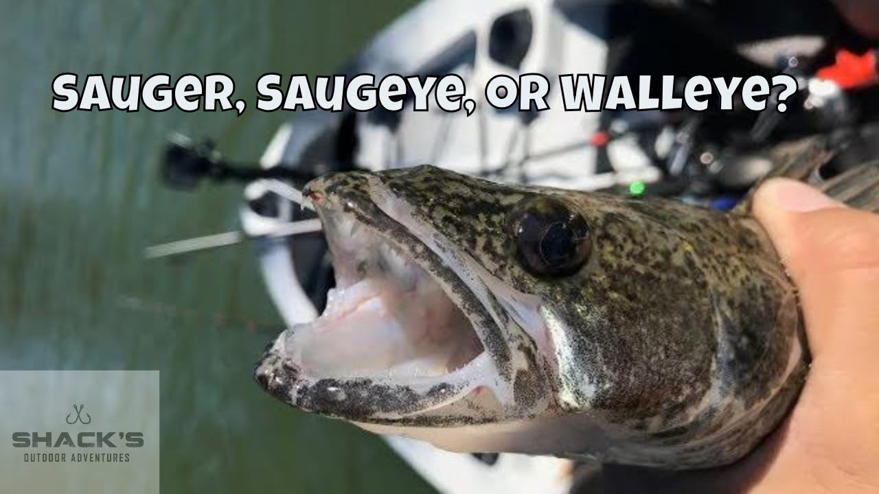 Kentucky Boltz Lake Bass and Sauger Fishing Ascend 128T Kayak - YouTube