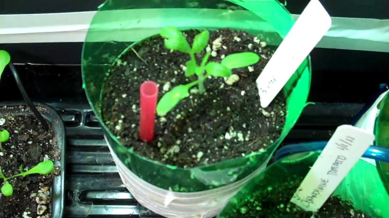 2 Liter Bottle Self Watering Experiment DIY Week 2 Update - YouTube
