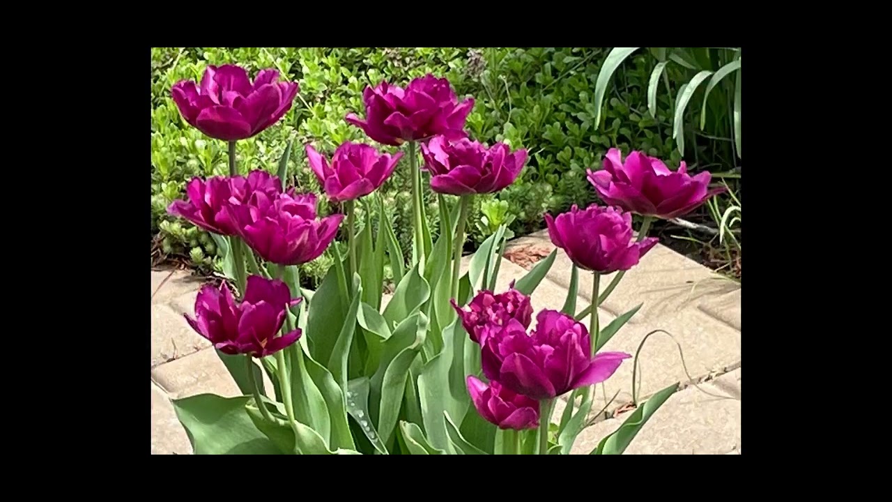Spring is in the air 🌷Oh hello Tulips💐 #workofheart0604 - YouTube
