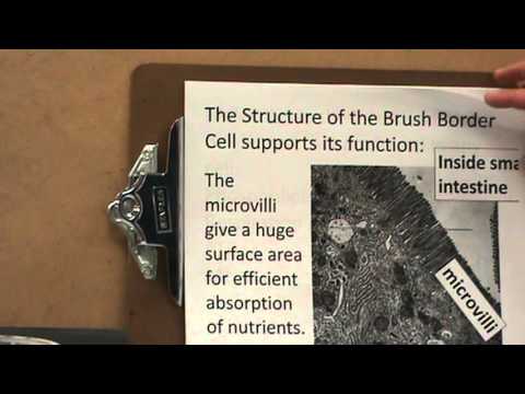 Brush Border Cells: Paper Slide Presentation - first draft - YouTube