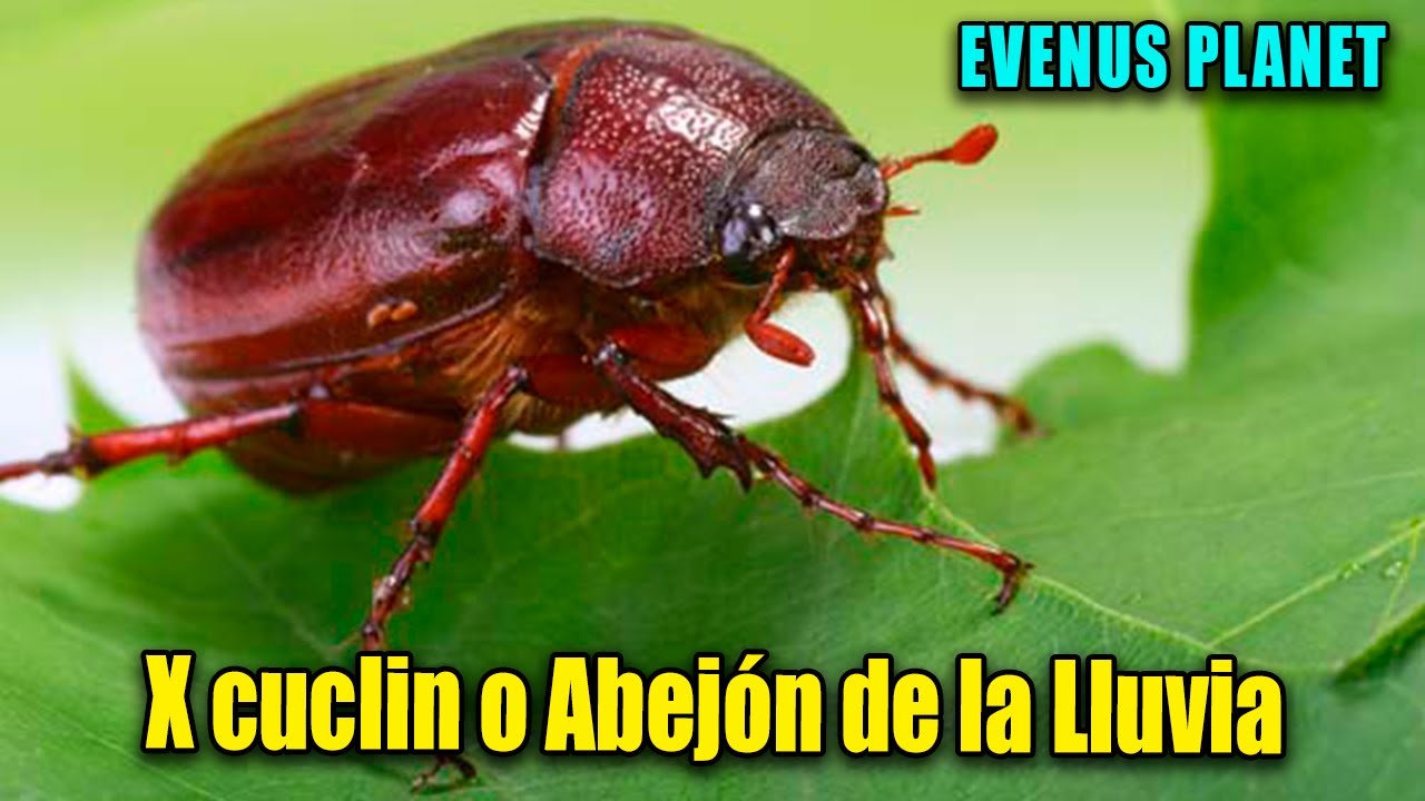 Escarabajo "X cuclin" o Abejón de la Lluvia - YouTube