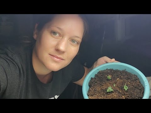 Growing Potatoes in Snow - YouTube