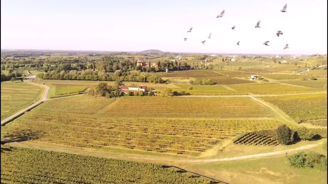 Vigneti Collio Capriva - YouTube