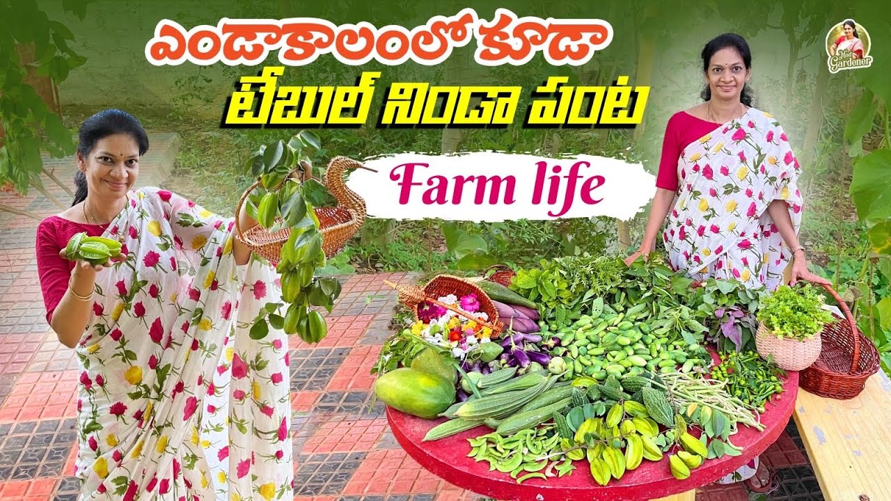 Farm Harvest/ సీజన్ మారతున్నప్పుడు ఇవి వేసుకొని మేనేజ్ చెయ్యాలి ...