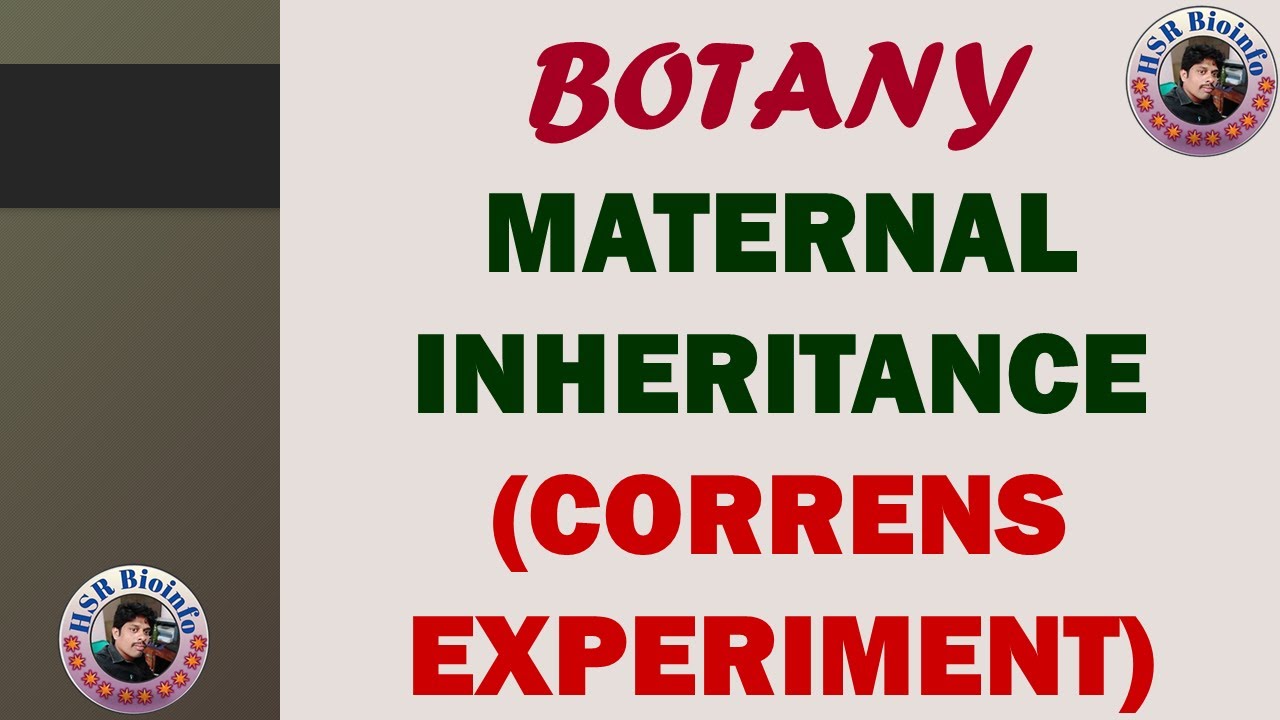 MATERNAL INHERITANCE (CORRENS EXPERIMENT) | BOTANY | GENETICS | B SC ...
