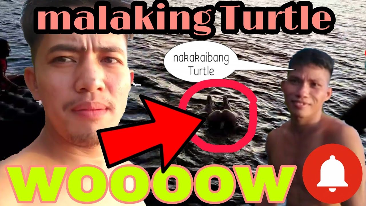 Malaking Turtle sa Dagat - YouTube