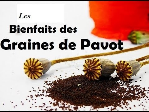 Les 4 vertus de la graine de pavot - YouTube