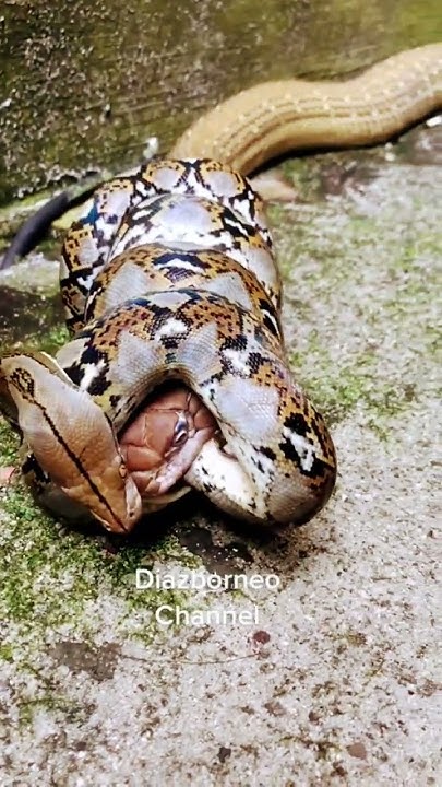 King Cobra vs Python! - YouTube