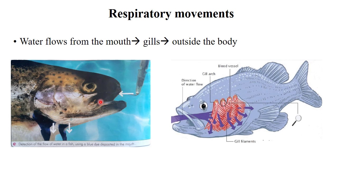Biology Chapter 3 Activity 3 Respiration in aquatic medium Wednesday ...