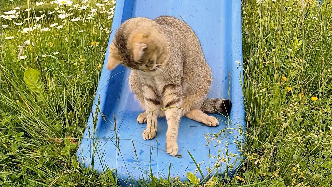 Nala showing her dance moves! - YouTube