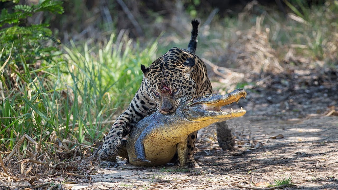Leopard Hunting Crocodile Underwater, Wildlife, Lion, Elephant, Tiger ...