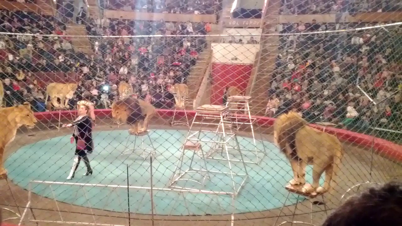 Moscow Circus in Baku Part 3 Lions show 2 Московский цирк Львы 2 - YouTube