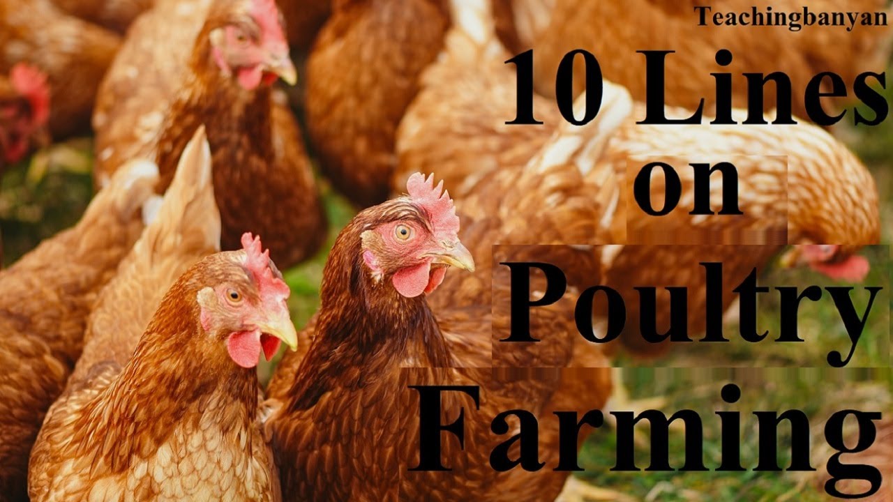 10 Lines on Poultry Farming for School Students in English || Poultry ...