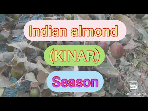 Indian Almond (kinar) season - YouTube