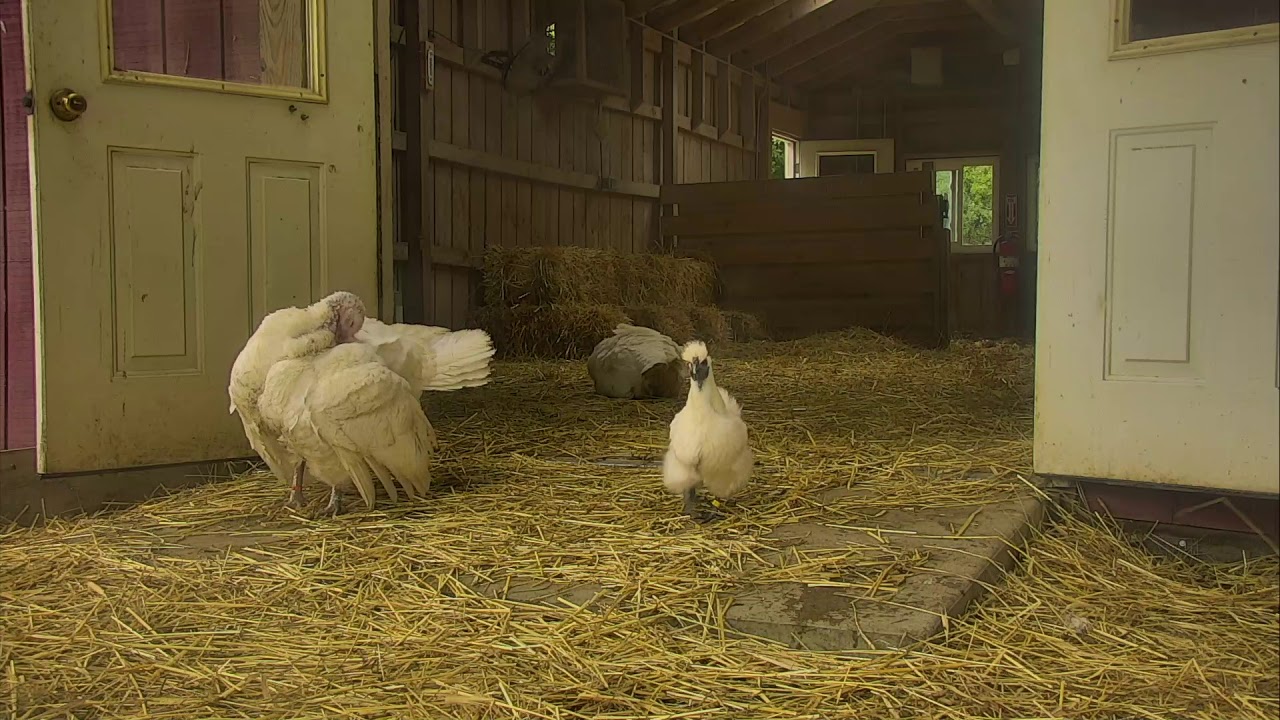 Turkey Barn Cam 07-23-2018 05:13:53 - 05:52:09 - YouTube