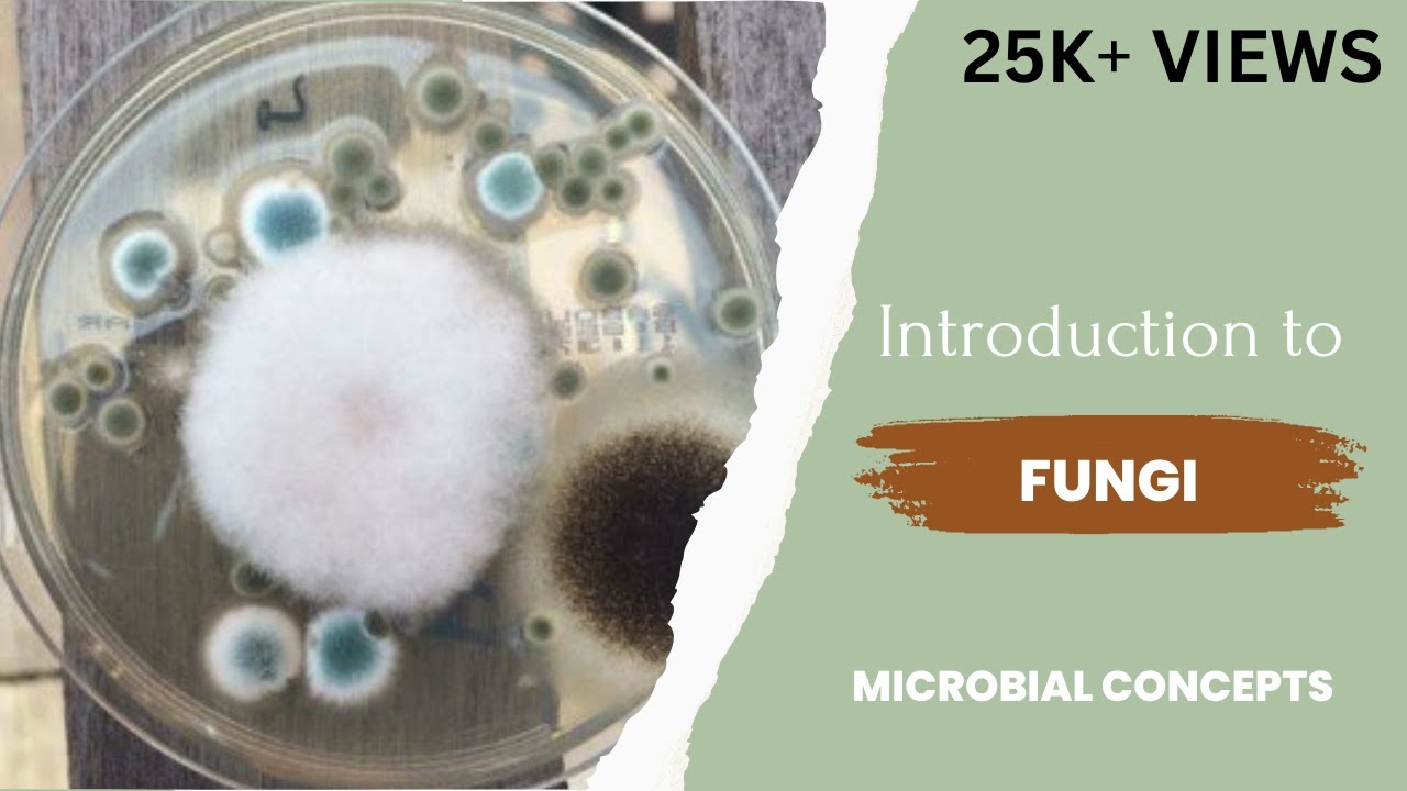 Introduction to fungi | Fungus | Theory | Microbiology | Mycology ...