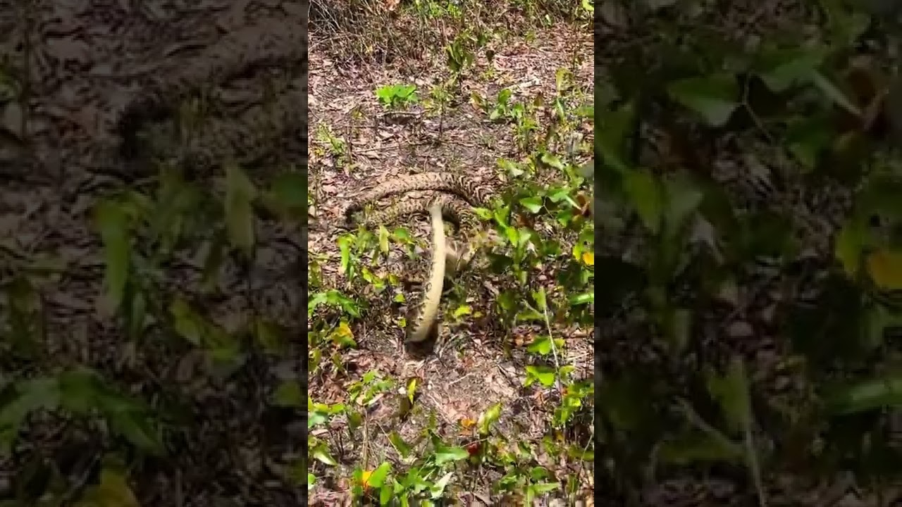 INCRÍVEL ACASALAMENTO DE SERPENTES #cobravenenosa #serpentes #cobra ...