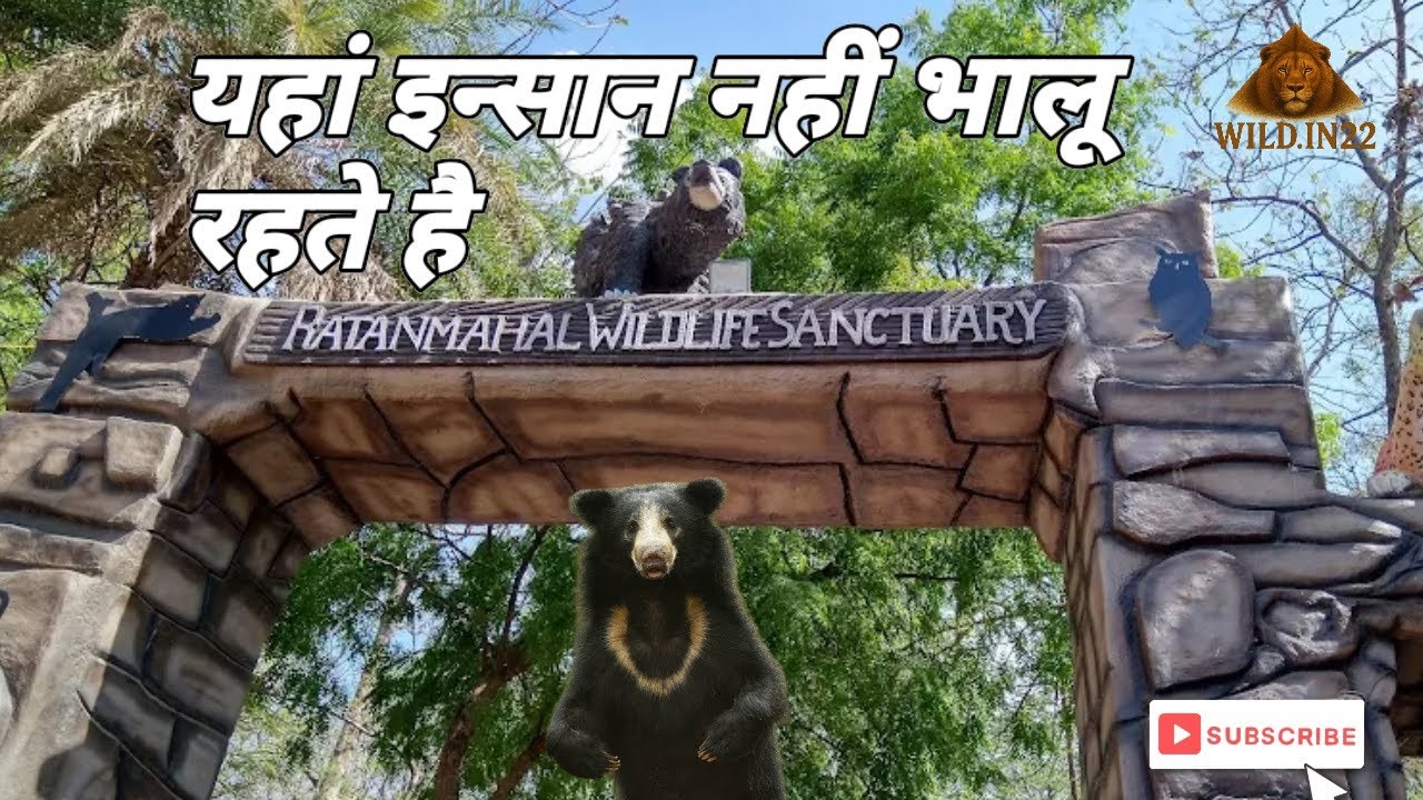 ratanmahal sloth bear sanctuary | ratanmahal forest gujarat #wildlife # ...
