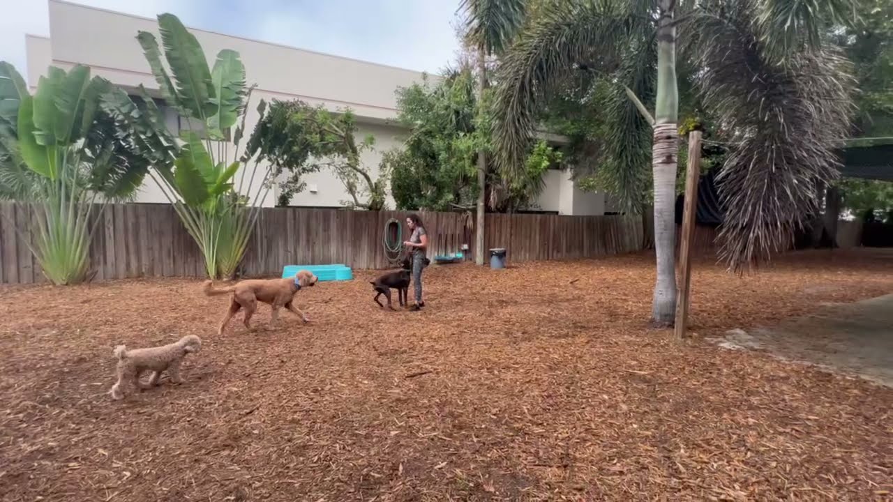 Knox | Doberman | Come Command - YouTube