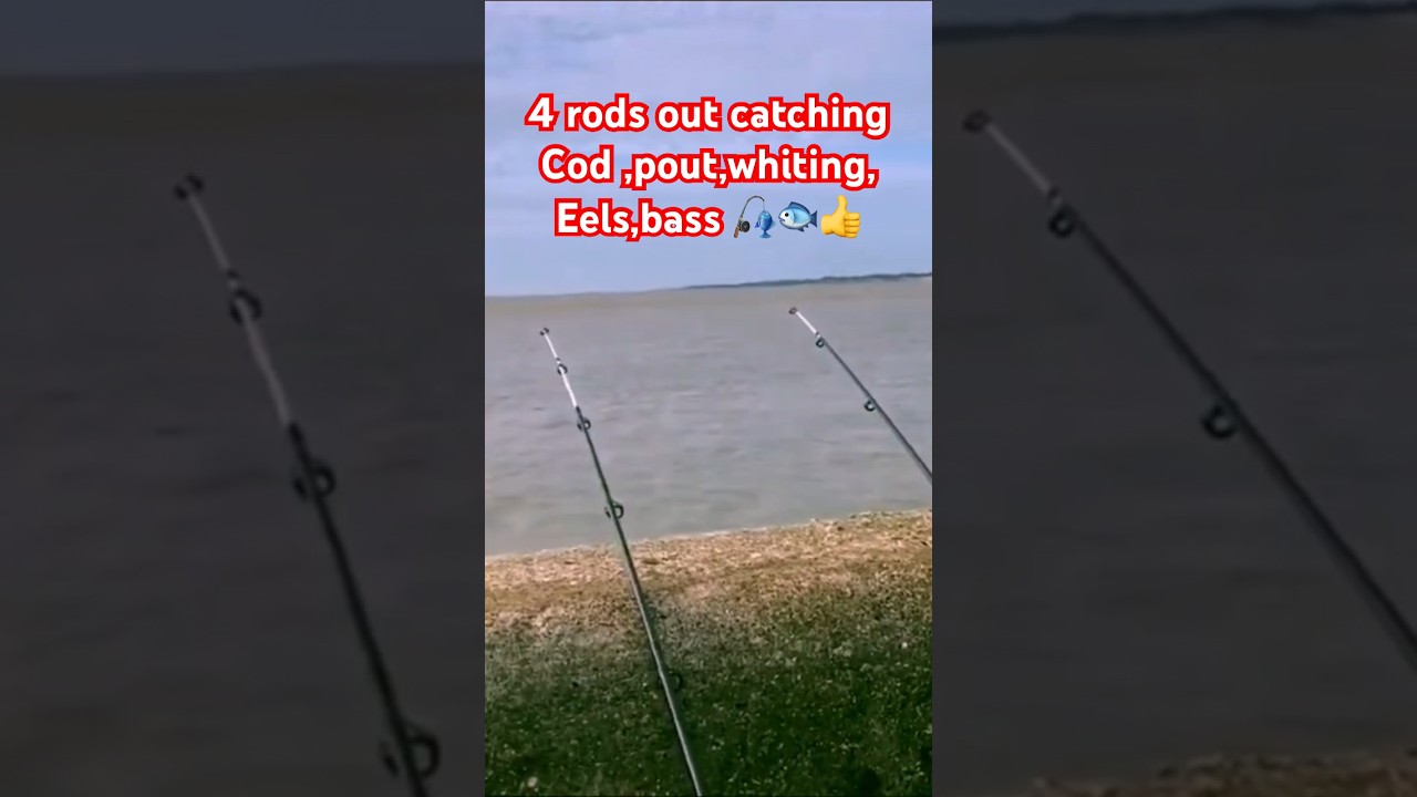 4 rods out catching cod whiting bass pouting eels - YouTube
