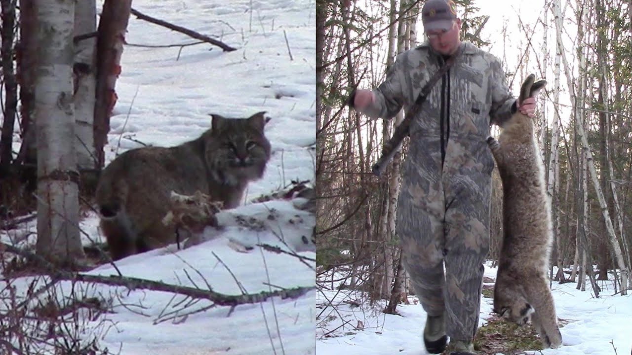 MAINE BOBCAT HUNTING (Big Tom Cat Weighs In Over 30) - YouTube