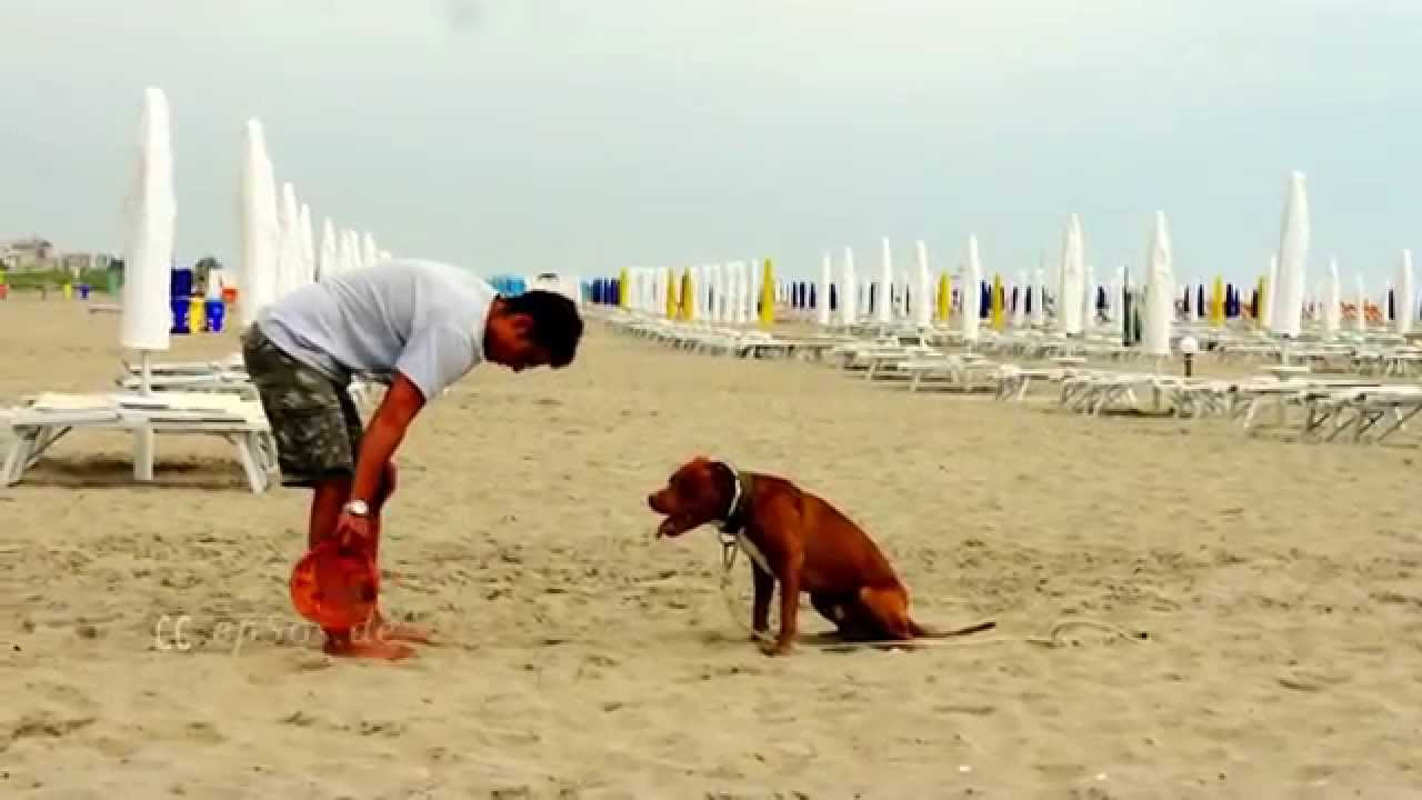 Cute Dog playing Frisbee on Beach in Italy - YouTube
