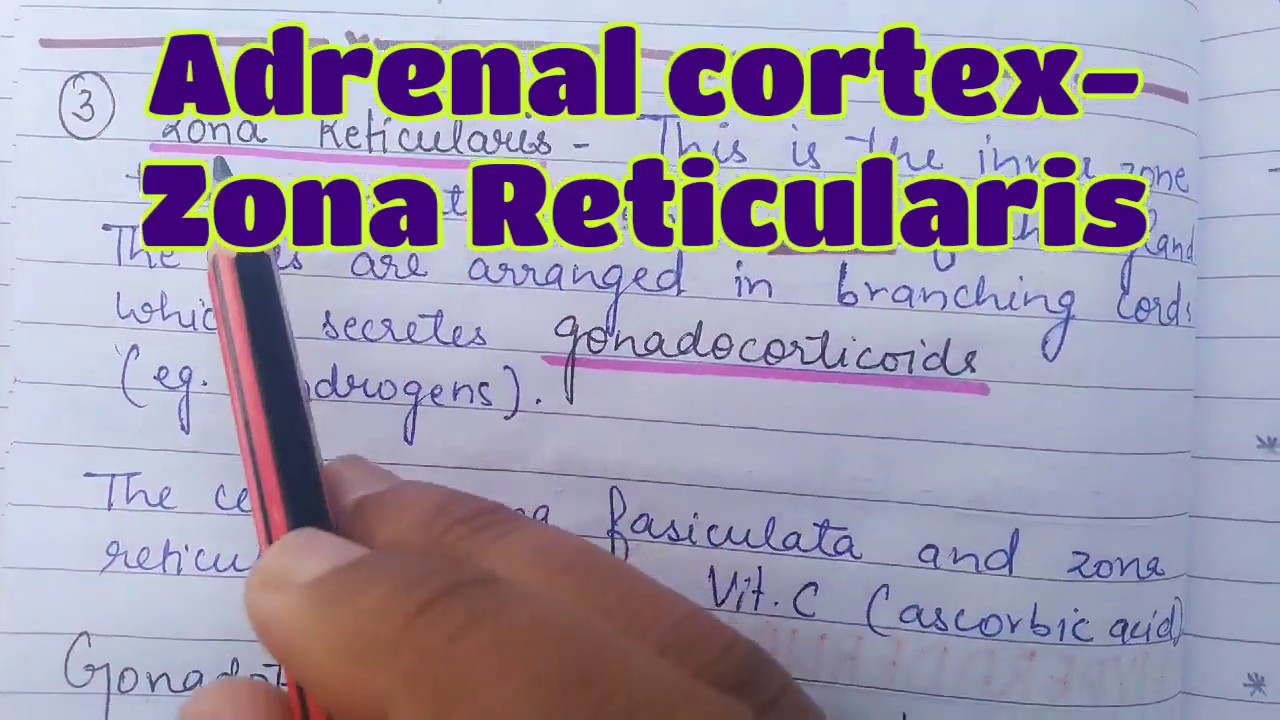 Zona Reticularis - Adrenal cortex | Gonadocorticoids | Androgens ...