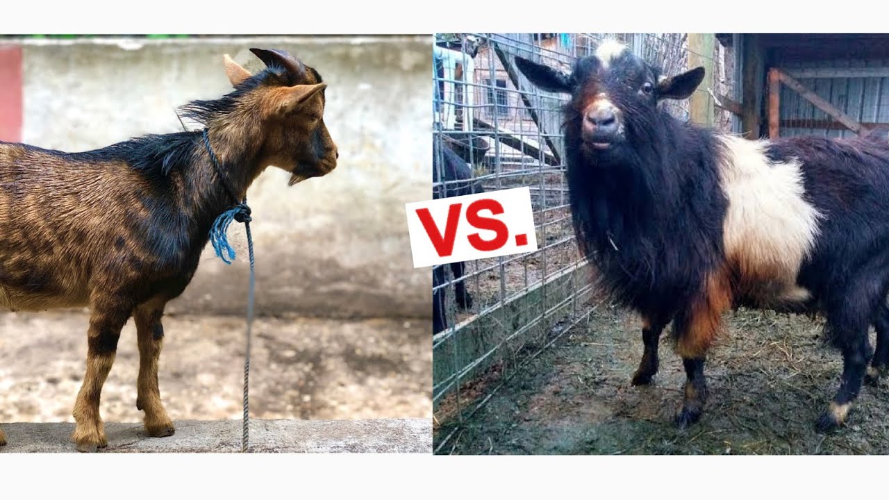 Nigerian Dwarf Goat VS West African Dwarf Goat - YouTube