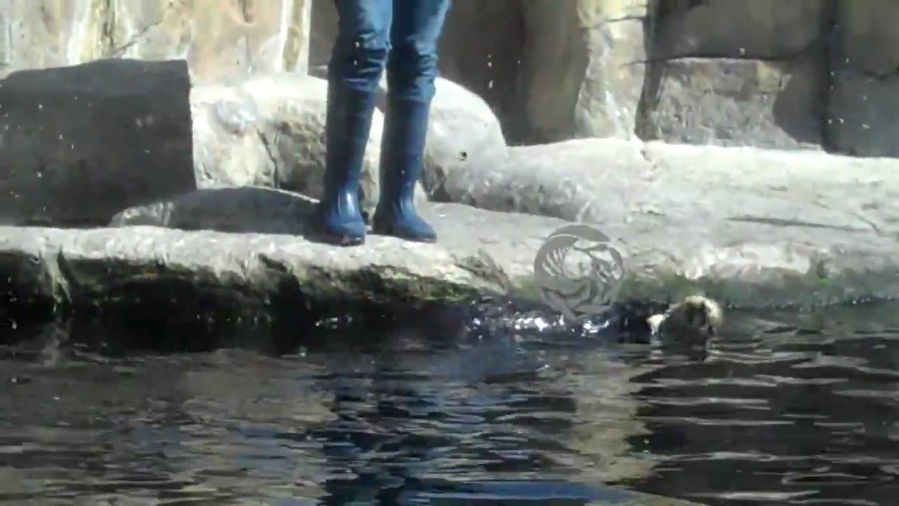 Otter training - YouTube