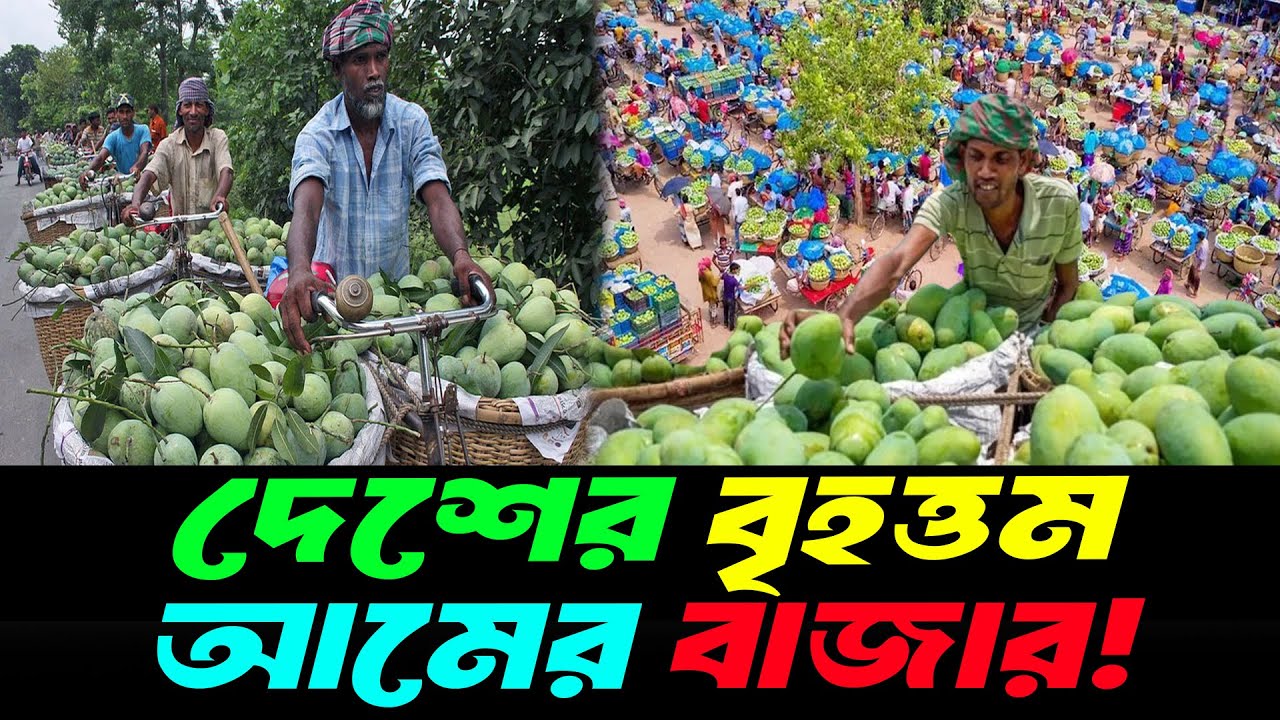সবচেয়ে বড় আমের বাজার কানসাট আমের বাজার । Kansat mango market । কানসাট বাজারে আমের দাম - YouTube