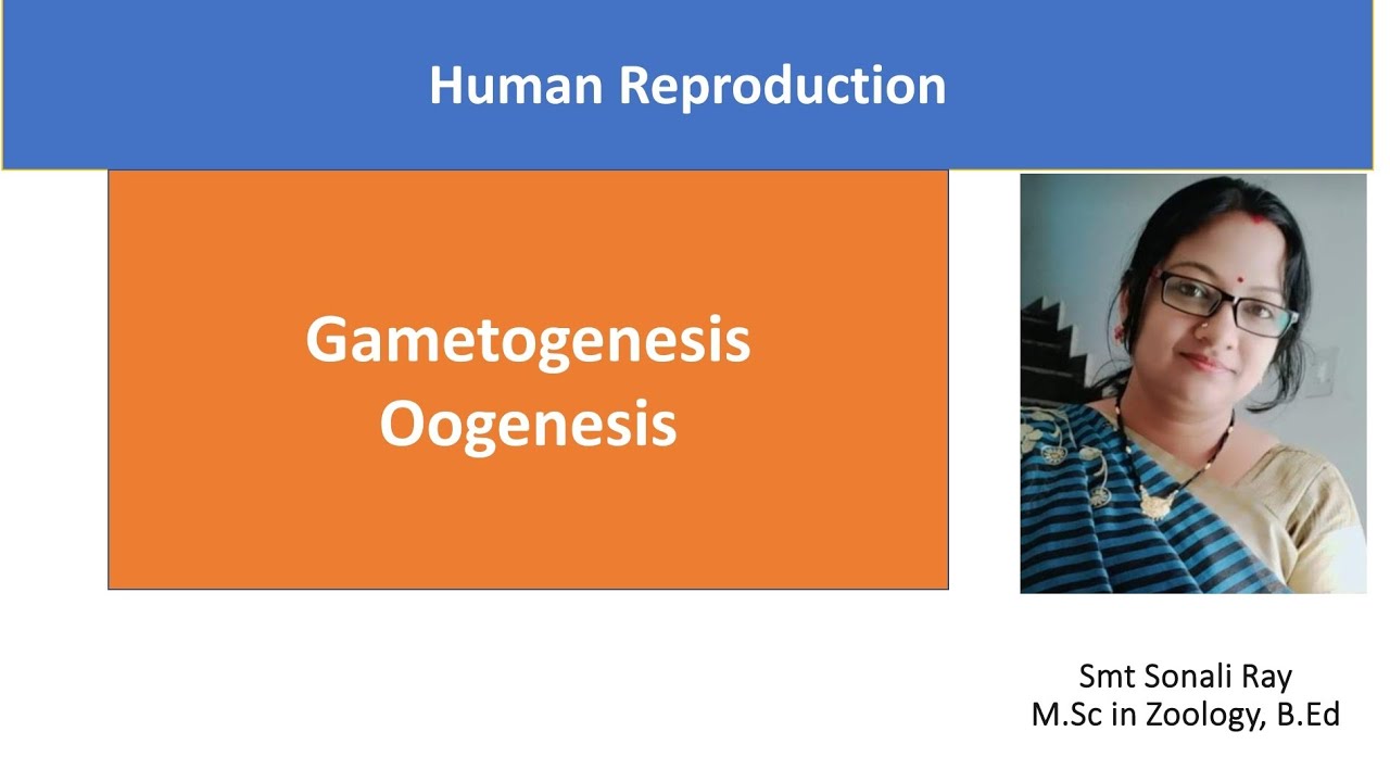 Gametogenesis || Oogenesis || Human Reproduction || Class 12 Biology ...