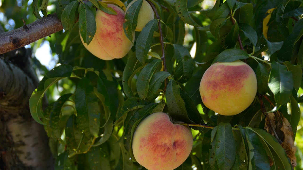 Bader Peaches - The Sweet Taste of Summer - YouTube