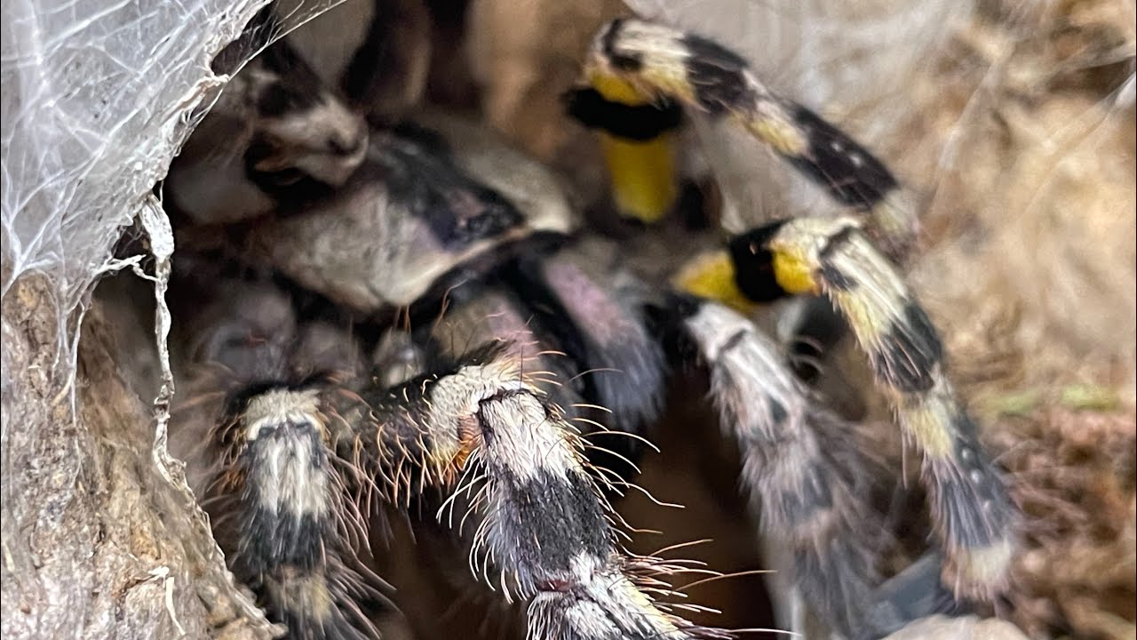 Poecilotheria Regalis rehouse + care and husbandry, (Indian ghost ...