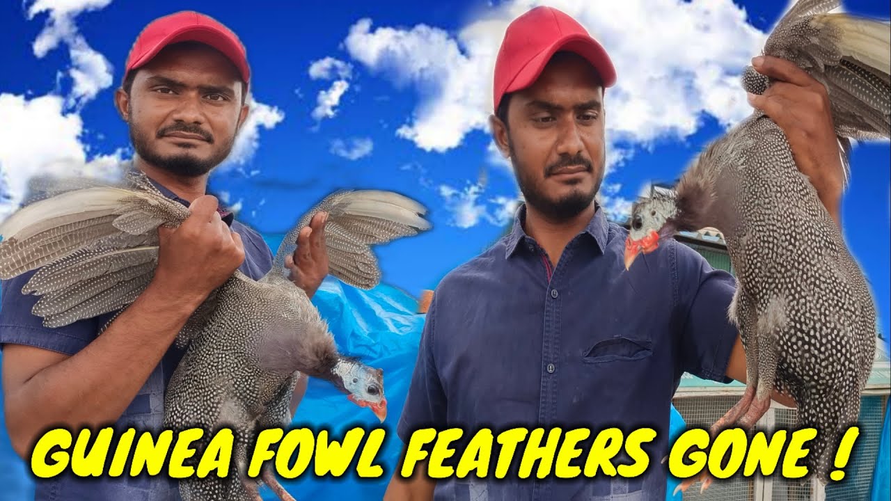Aaj ye kya kar Diya Guinea Fowl Feathers Gone!!!..... - YouTube