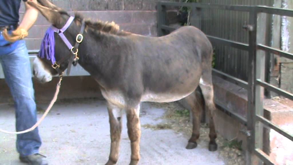 Shaping your donkey's feet (Part 2) - YouTube