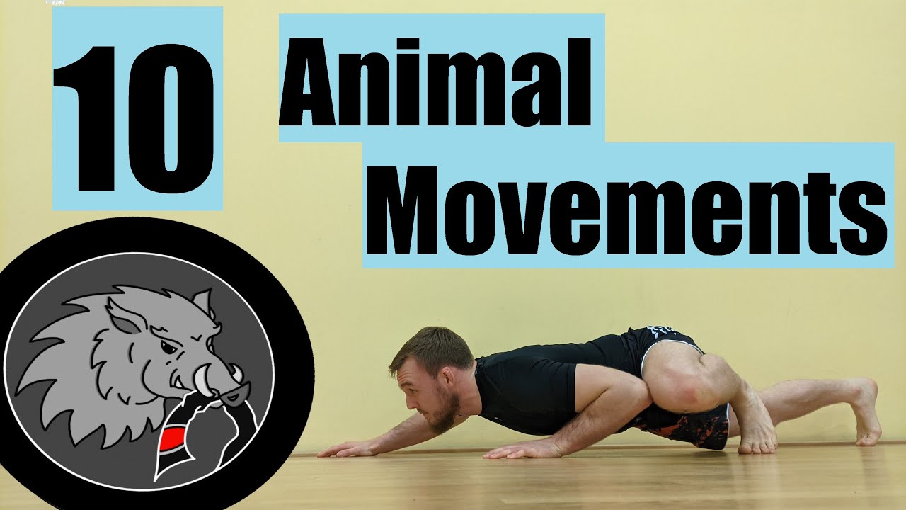 10 Animal Movements für das Kampfsport Training (BJJ/ Grappling/ Judo ...