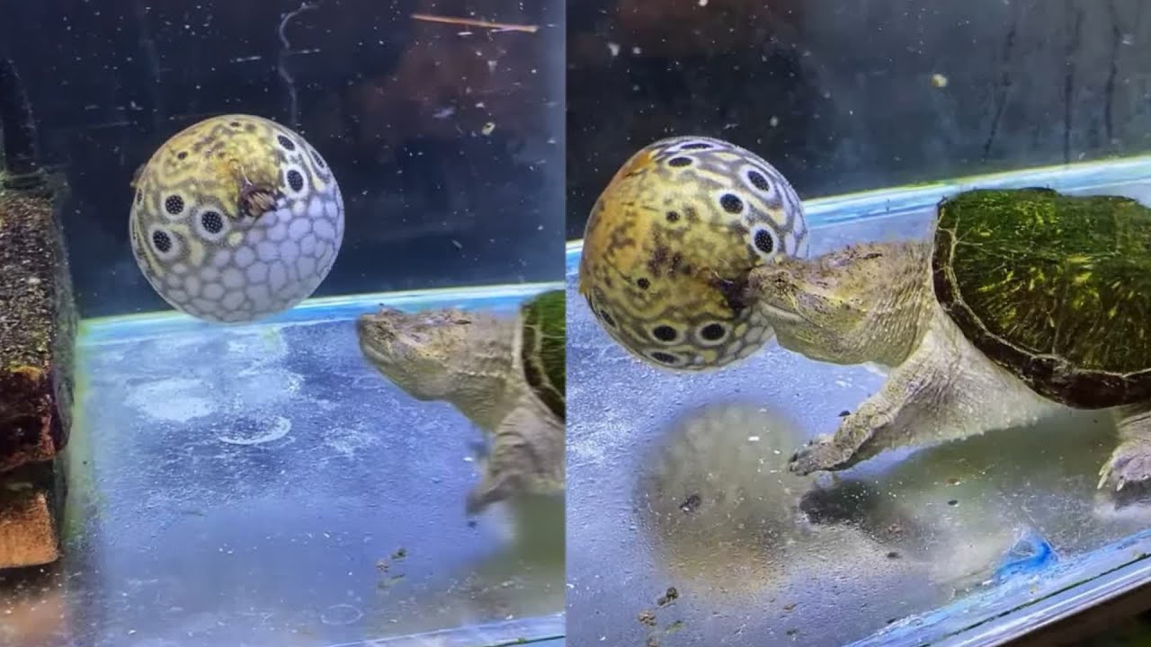 There are no winners! Snapping Turtle vs Pufferfish ！ - YouTube