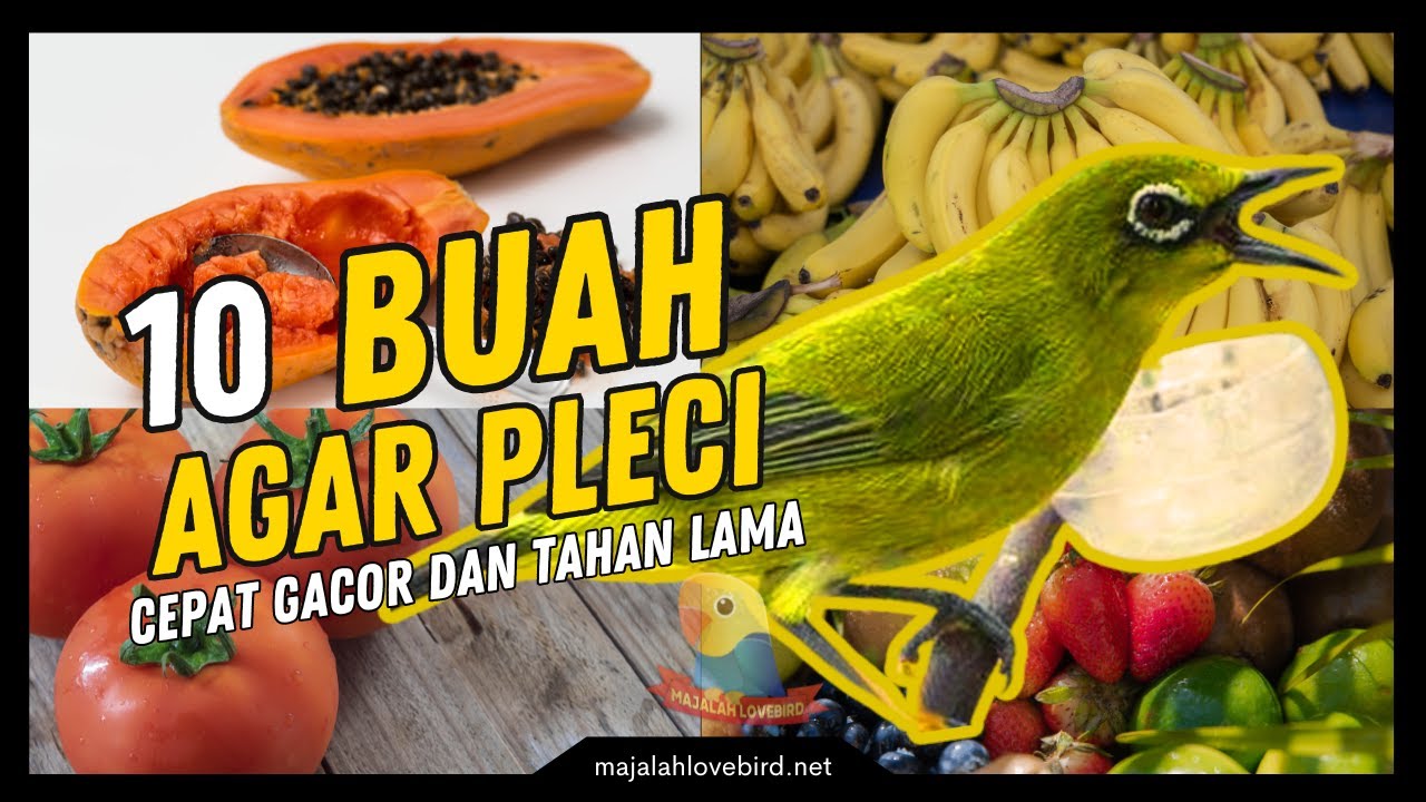 10 Buah-buahan Agar Burung Pleci Cepat Gacor, Kaya Akan Nutrisi dan Manfaat - YouTube