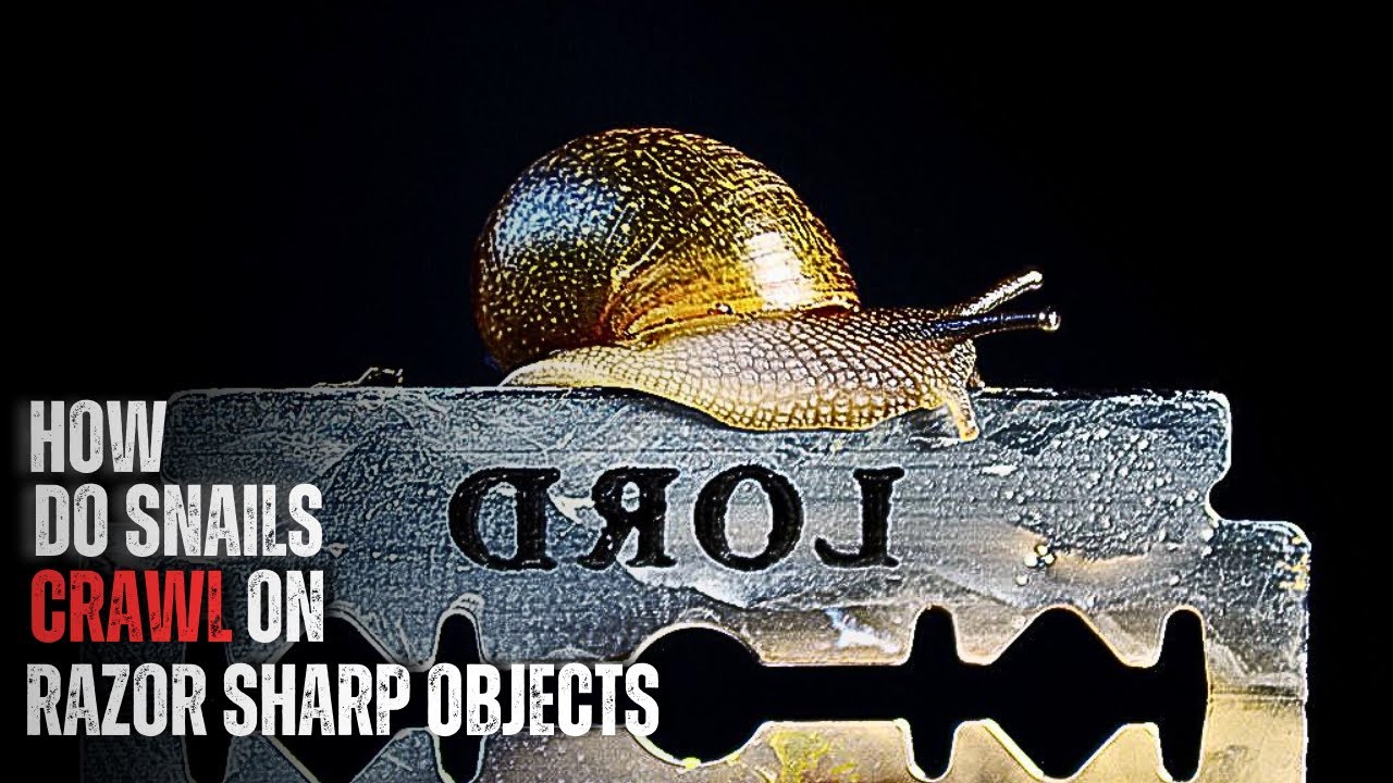 Snails vs Razor Sharp Objects: What You Didn't Know - YouTube