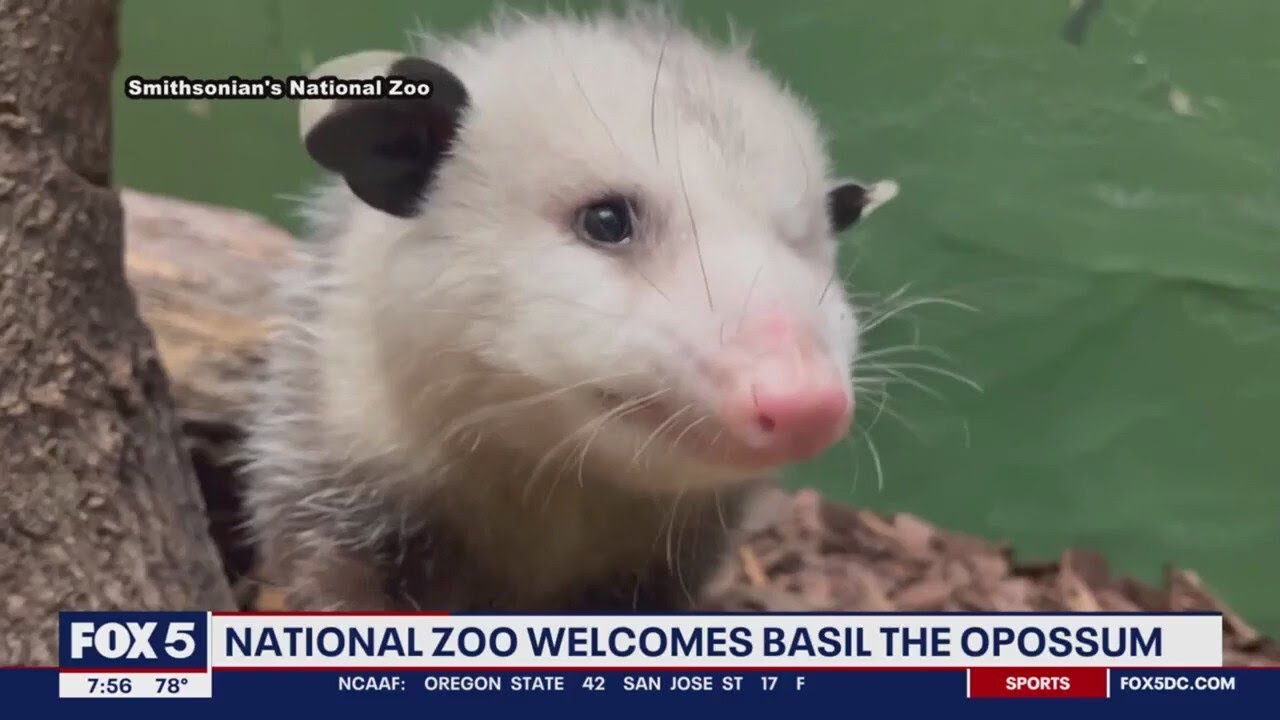 National Zoo welcomes Basil the Opossum - YouTube